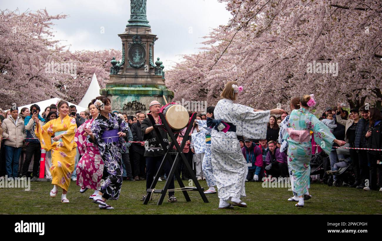 Japanese Cherry Blossom Festival Sakura, Dancers Nihonjinkai Group ...