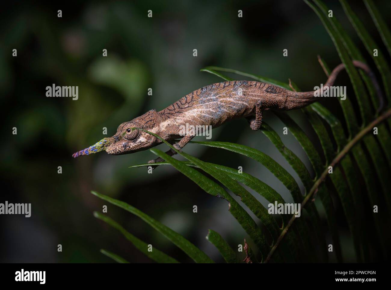 Pinocchi chameleon male (Calumma gallus) in the rainforests of eastern ...