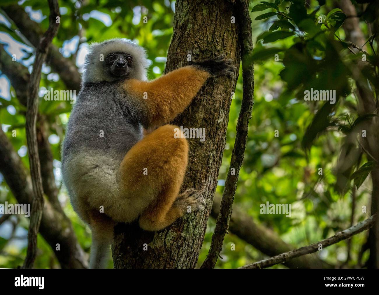 Diademed sifaka (Propithecus diadema) in the rainforests of Andasibe in ...