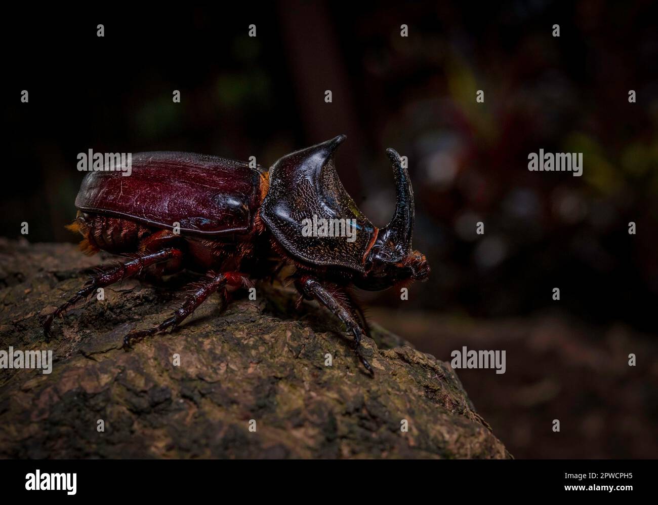 Rhinoceros beetles in the rainforests of north-eastern Madagascar Stock ...