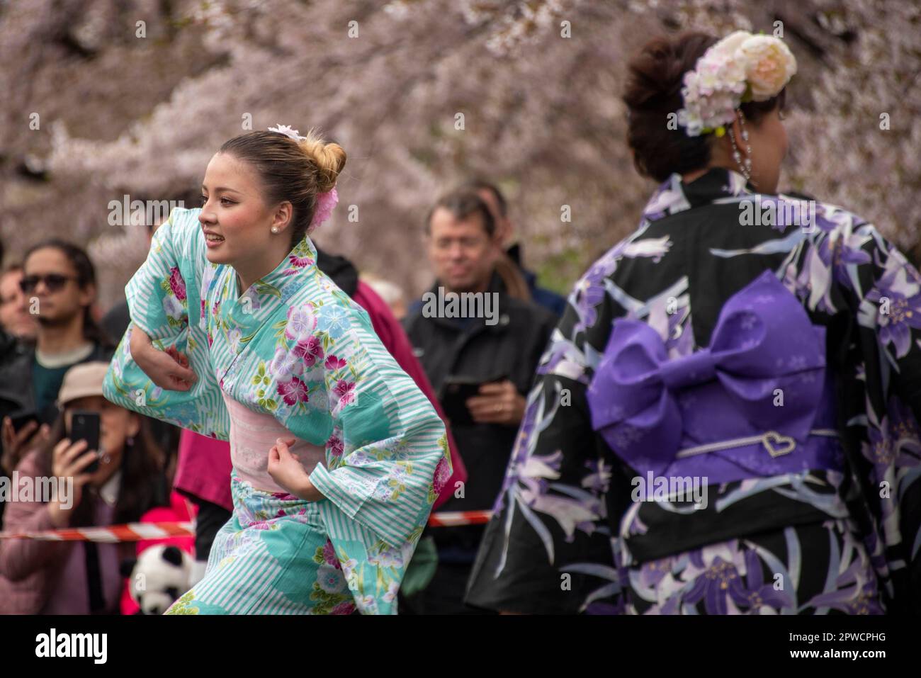 Japanese Cherry Blossom Festival Sakura, Dancers Nihonjinkai Group ...