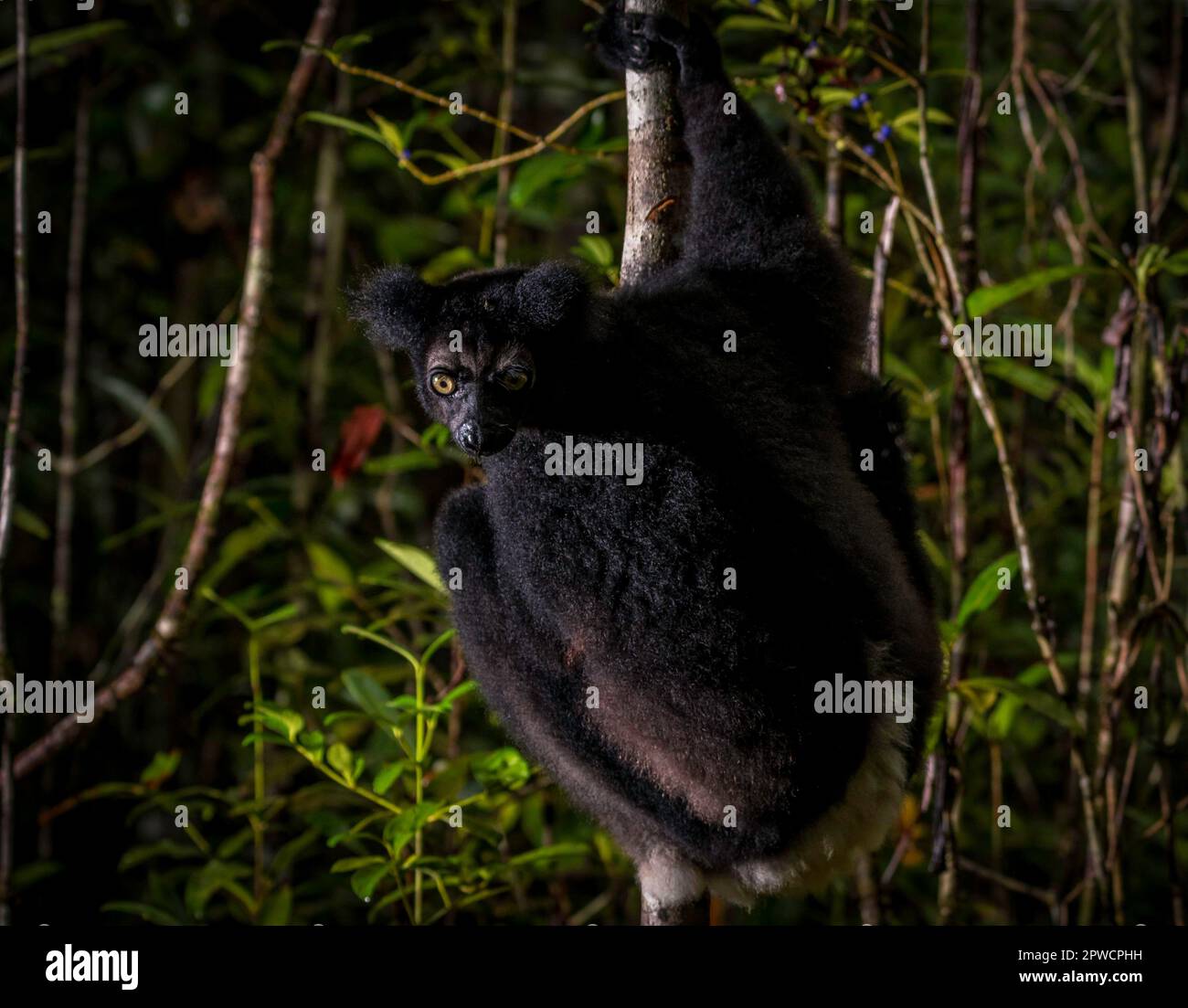 Indri (Indri indri) lemur in the rainforests of Andasibe in eastern ...