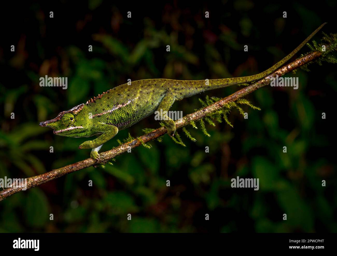 Sharp-nosed chameleon (Furcifer wilsii) in the rainforests of eastern ...