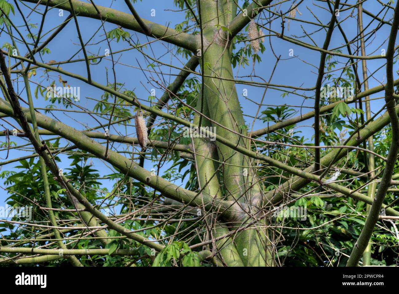 the cotton-like fluff seed pods hanging on the cotton tree branches ...