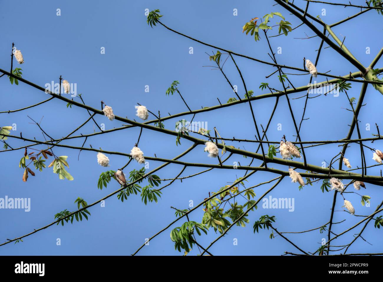 the cotton-like fluff seed pods hanging on the cotton tree branches ...