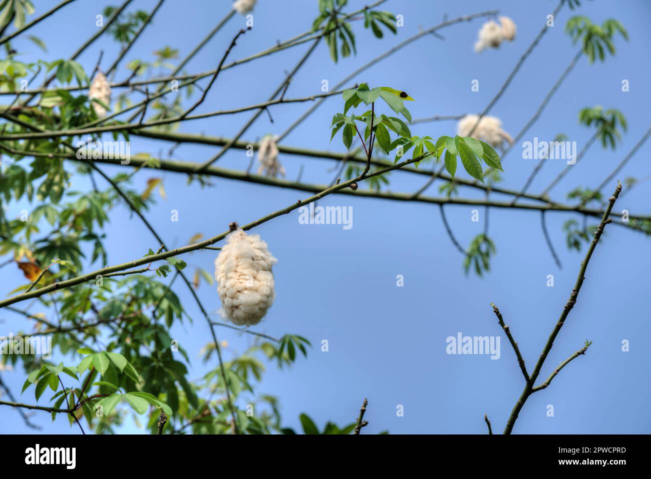 the cotton-like fluff seed pods hanging on the cotton tree branches ...