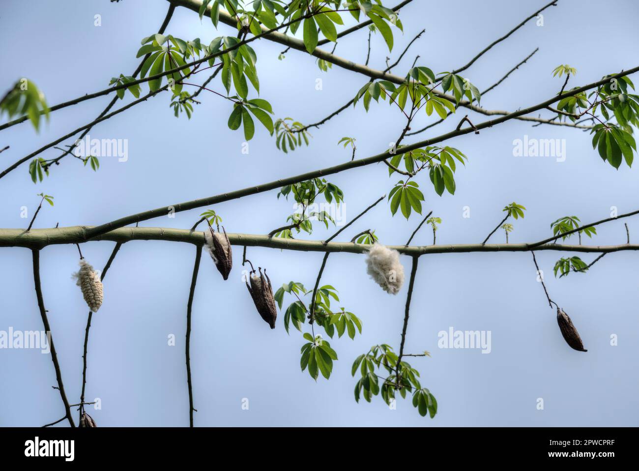 the cotton-like fluff seed pods hanging on the cotton tree branches ...