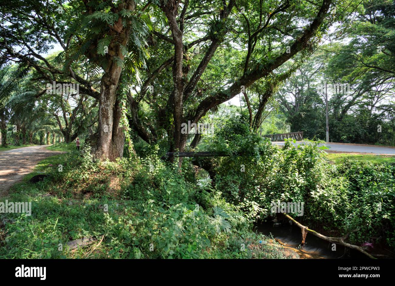 green quiet pathway through the foliage canopy shade landscape Stock ...