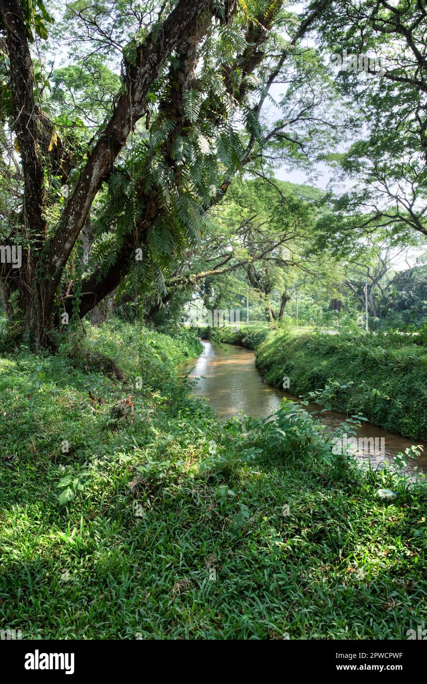 green quiet pathway through the foliage canopy shade landscape Stock ...