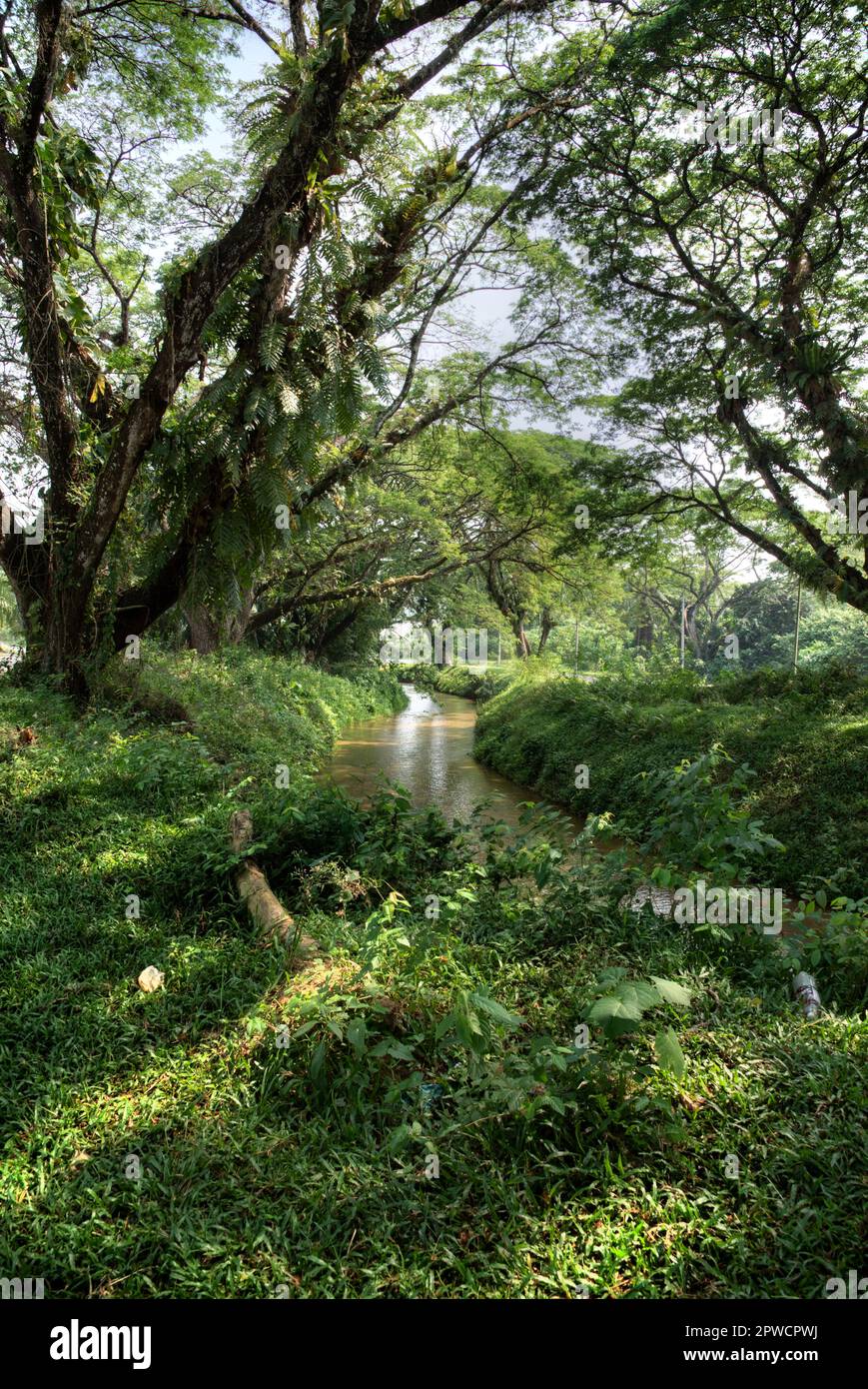 green quiet pathway through the foliage canopy shade landscape Stock ...