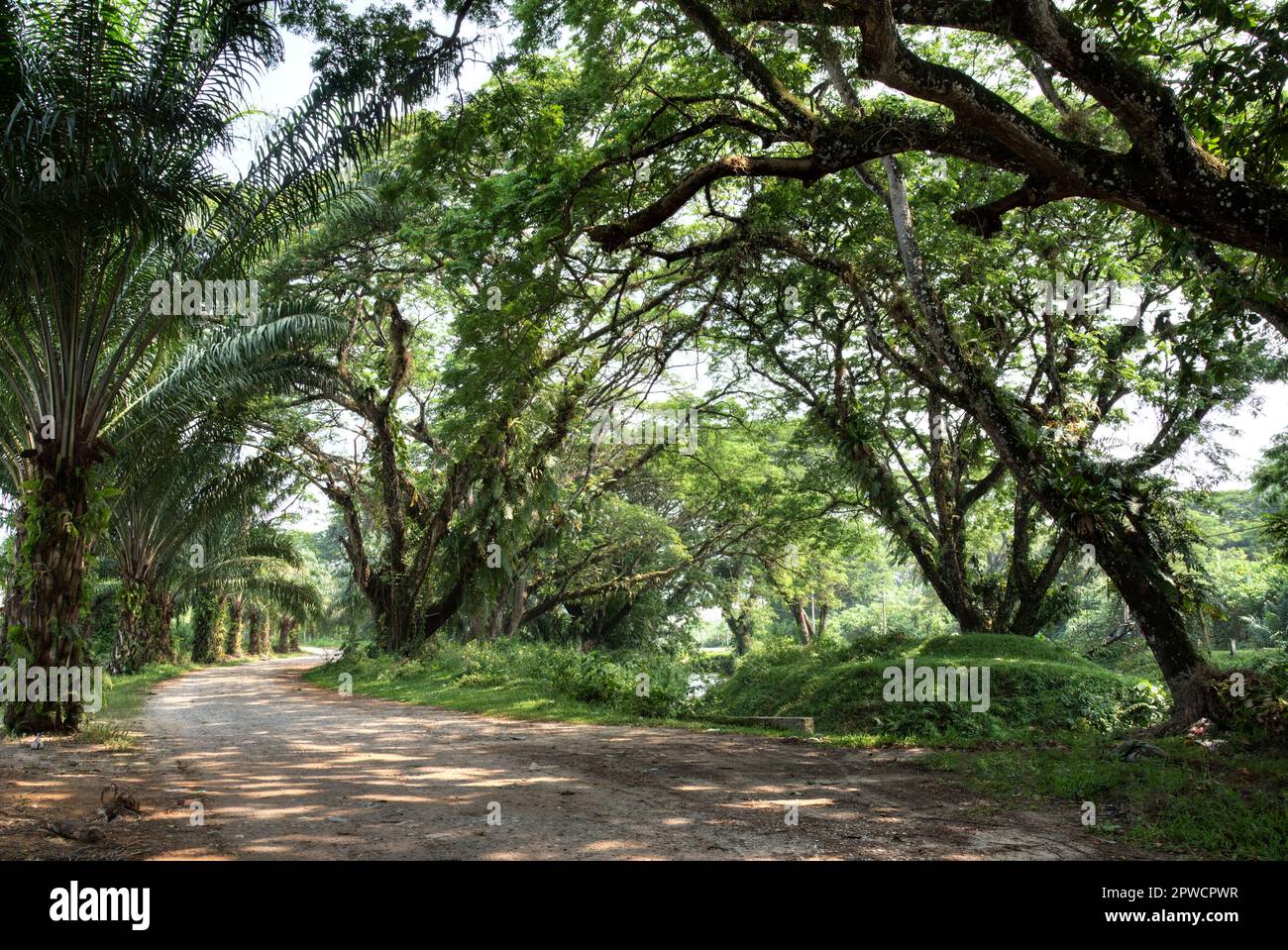 green quiet pathway through the foliage canopy shade landscape Stock ...