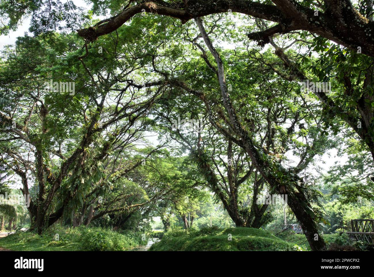 green quiet pathway through the foliage canopy shade landscape Stock ...