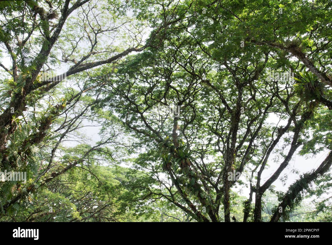 green quiet pathway through the foliage canopy shade landscape Stock ...