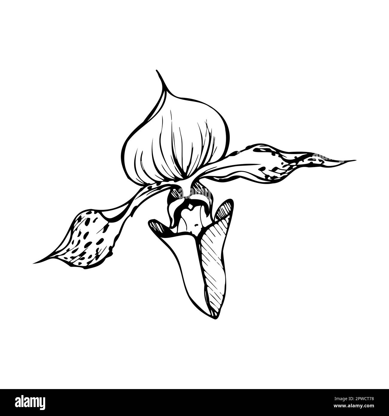 Hand drawn vector ink orchid, monochrome, detailed outline. Close-up ...