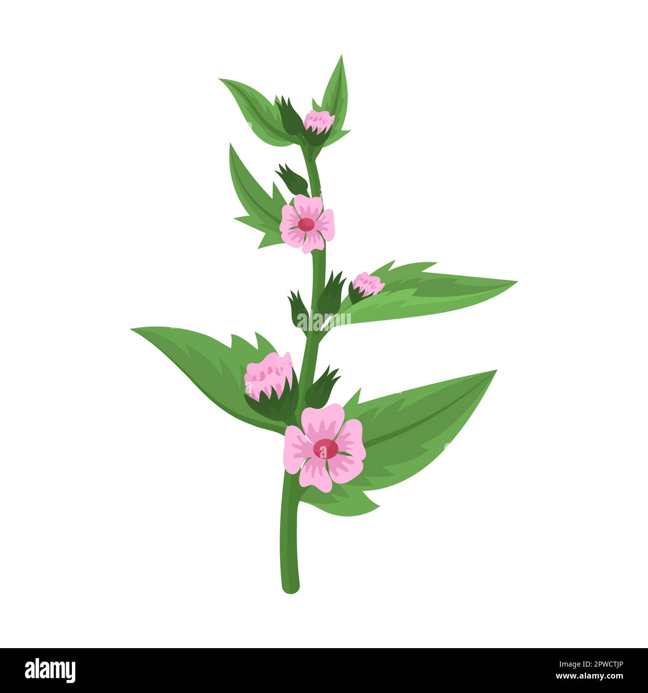 field weed, wild flower vector illustration. Meadow or field flowers ...