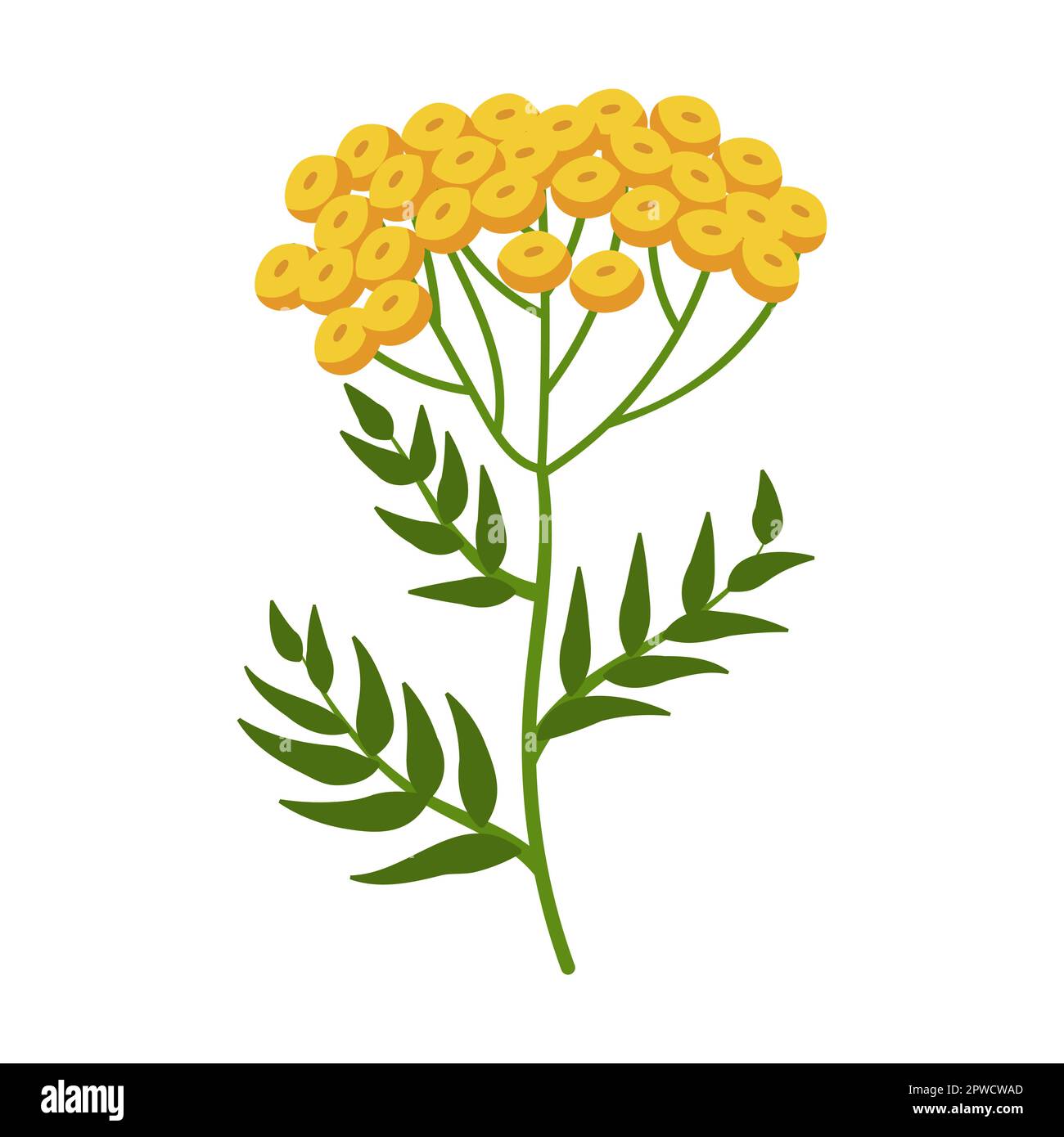 Yellow Yarrow Illustration