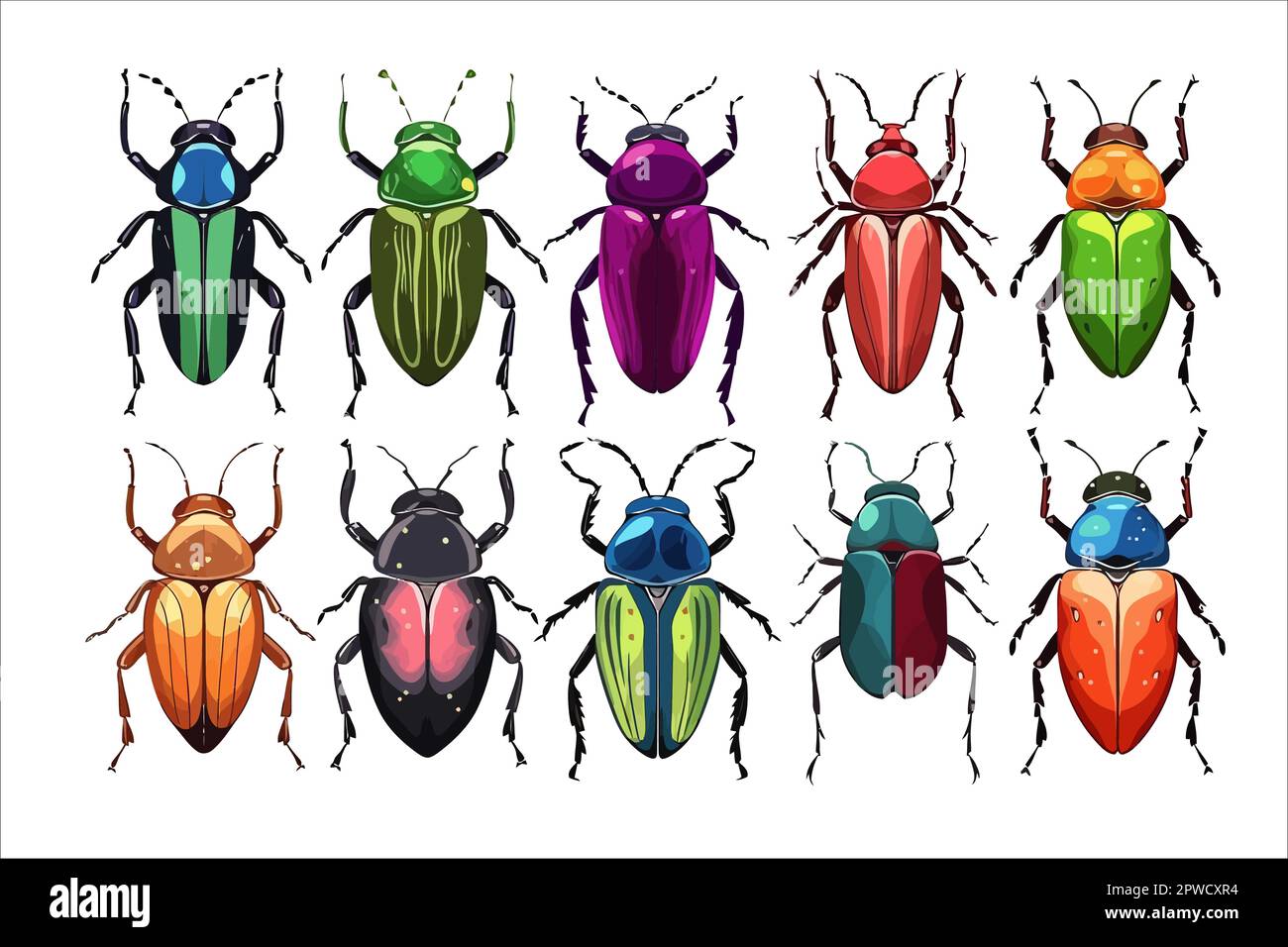 Colorful Beetle Insect