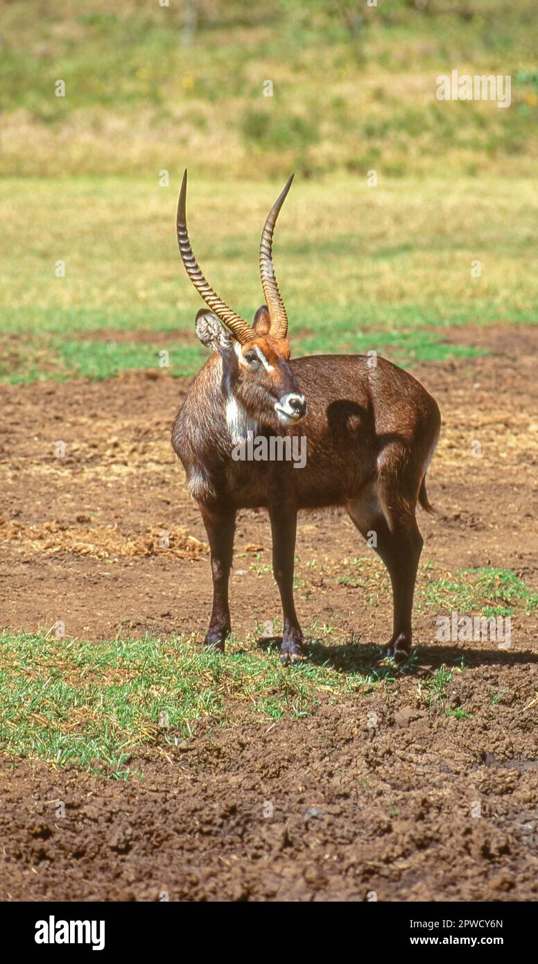 A Defassa Waterbuck in the Aberdare National Park in central Kenya east ...