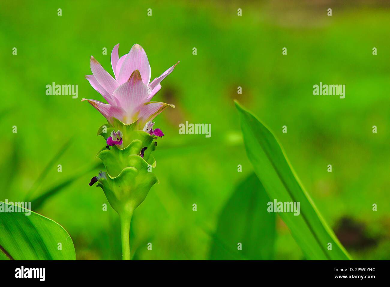 A sessilis hi-res stock photography and images - Alamy