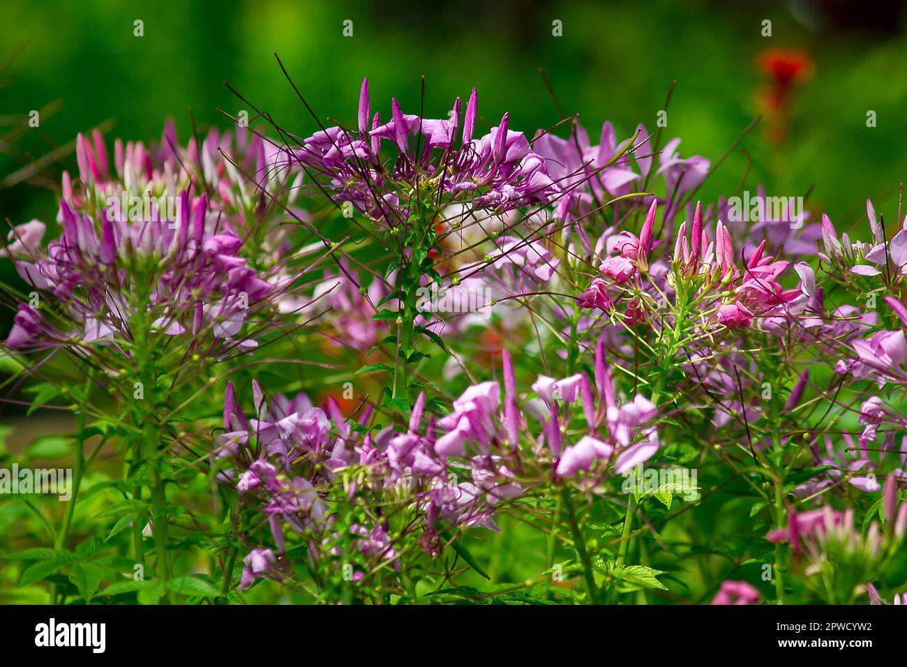 Spider Flower, purple, blooming, colorful Stock Photo - Alamy