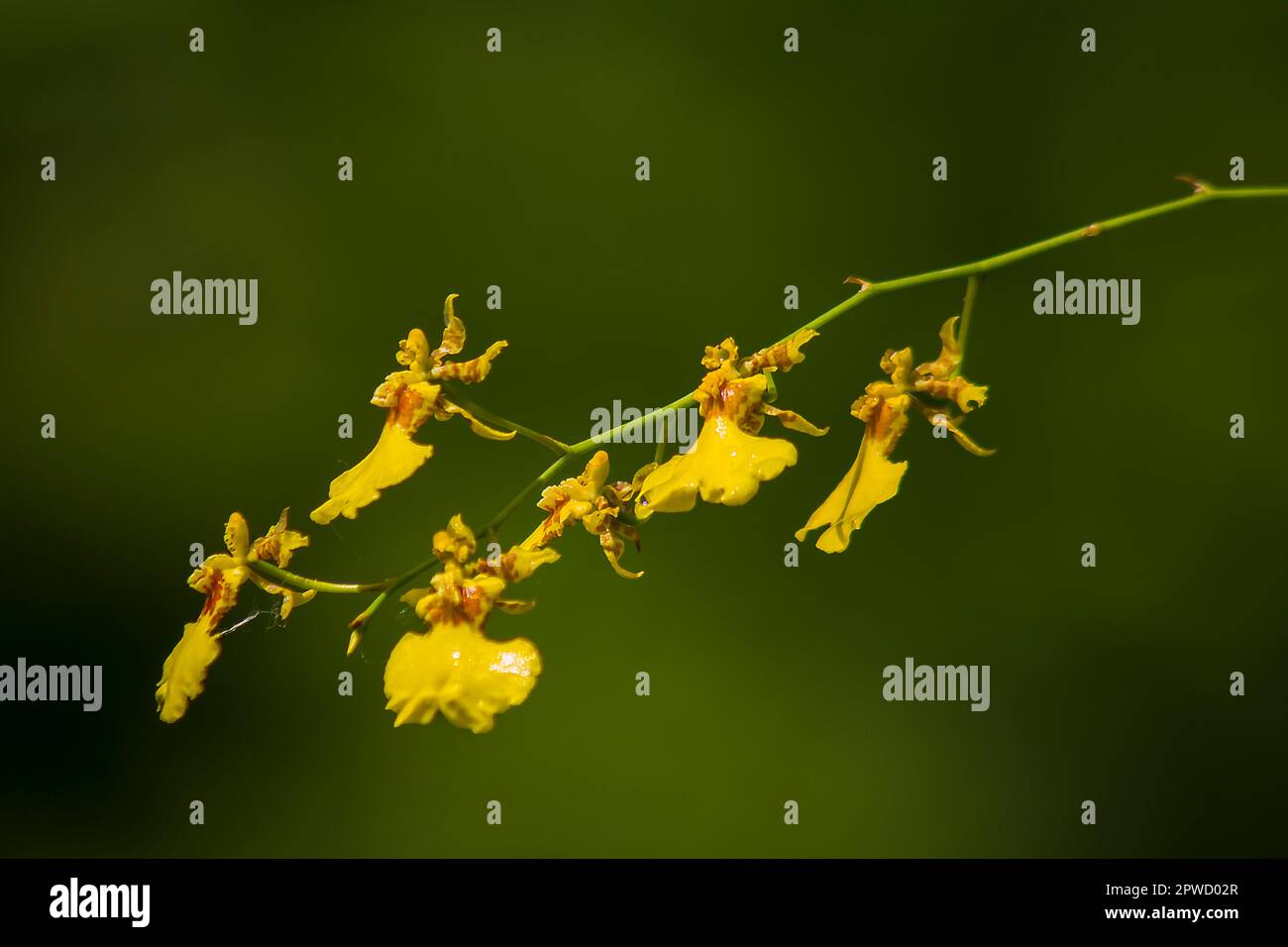 Oncidium orchids have small flowers and stems Stock Photo - Alamy