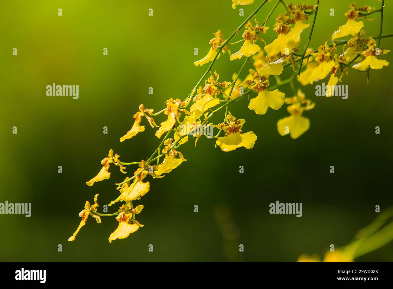 Oncidium orchids have small flowers and stems Stock Photo - Alamy