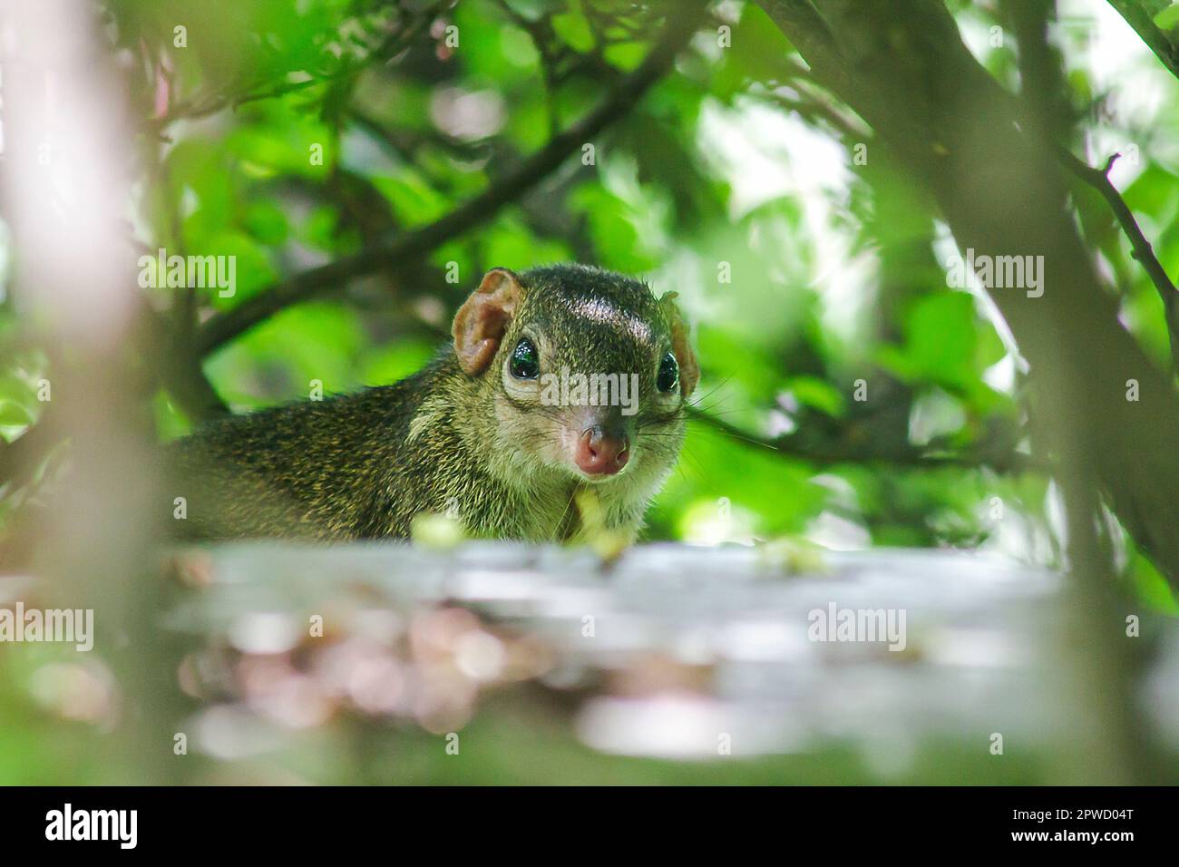 Treeshrew under the bushes looking to be careful Stock Photo - Alamy