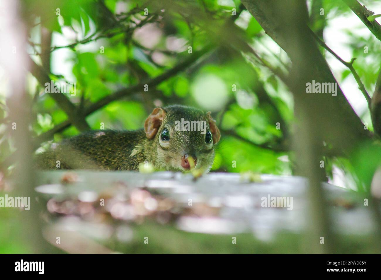 Treeshrew under the bushes looking to be careful Stock Photo - Alamy