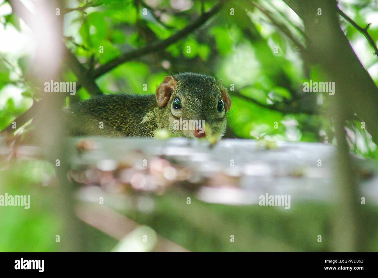 Treeshrew under the bushes looking to be careful Stock Photo - Alamy