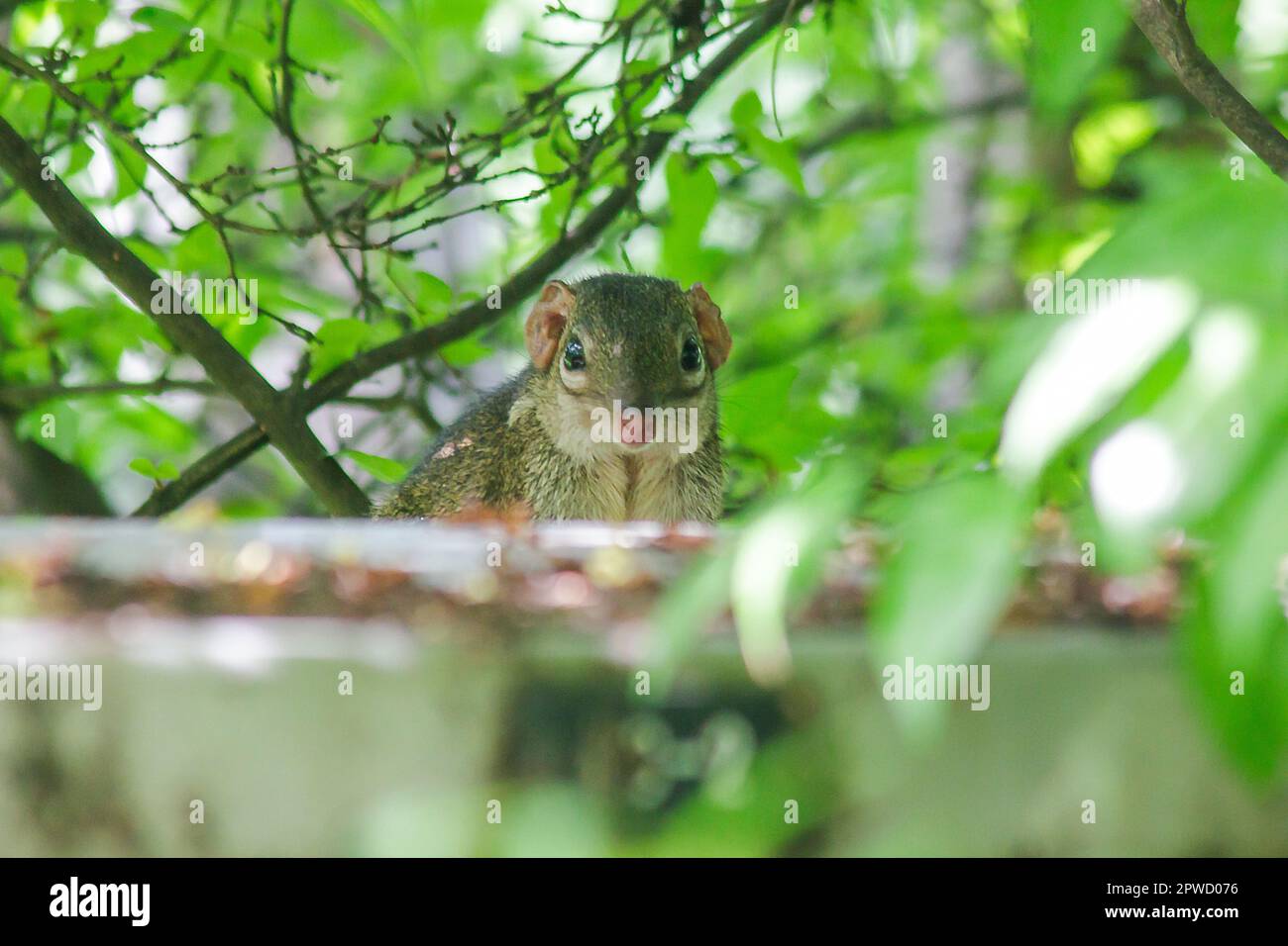 Treeshrew under the bushes looking to be careful Stock Photo - Alamy