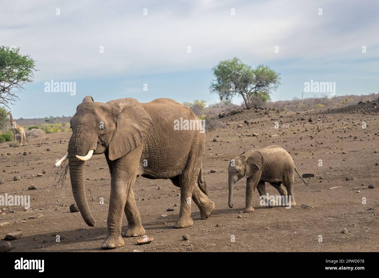 African Elephant Cow followed by Calf in Botswana Stock Photo - Alamy