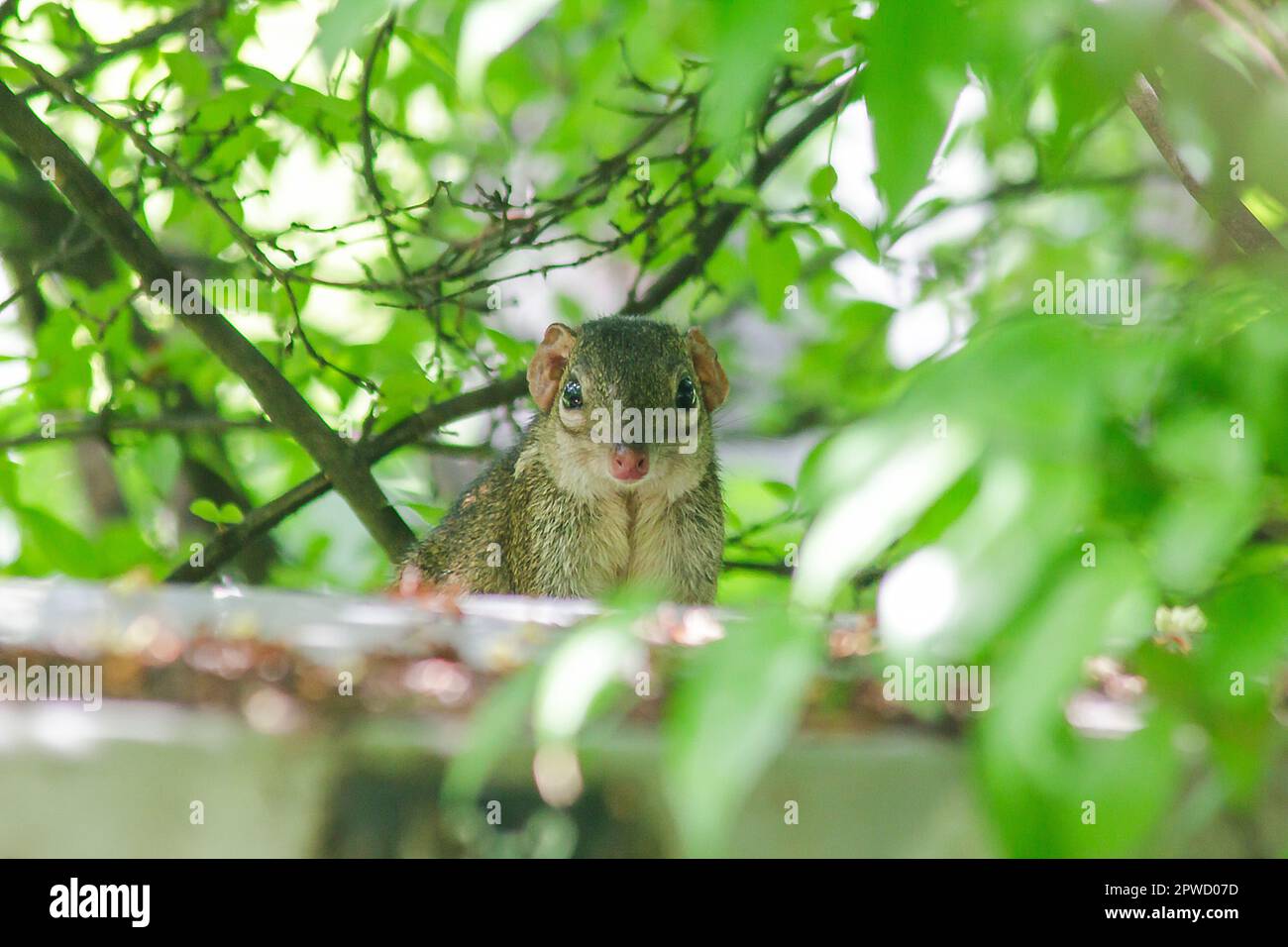Treeshrew under the bushes looking to be careful Stock Photo - Alamy