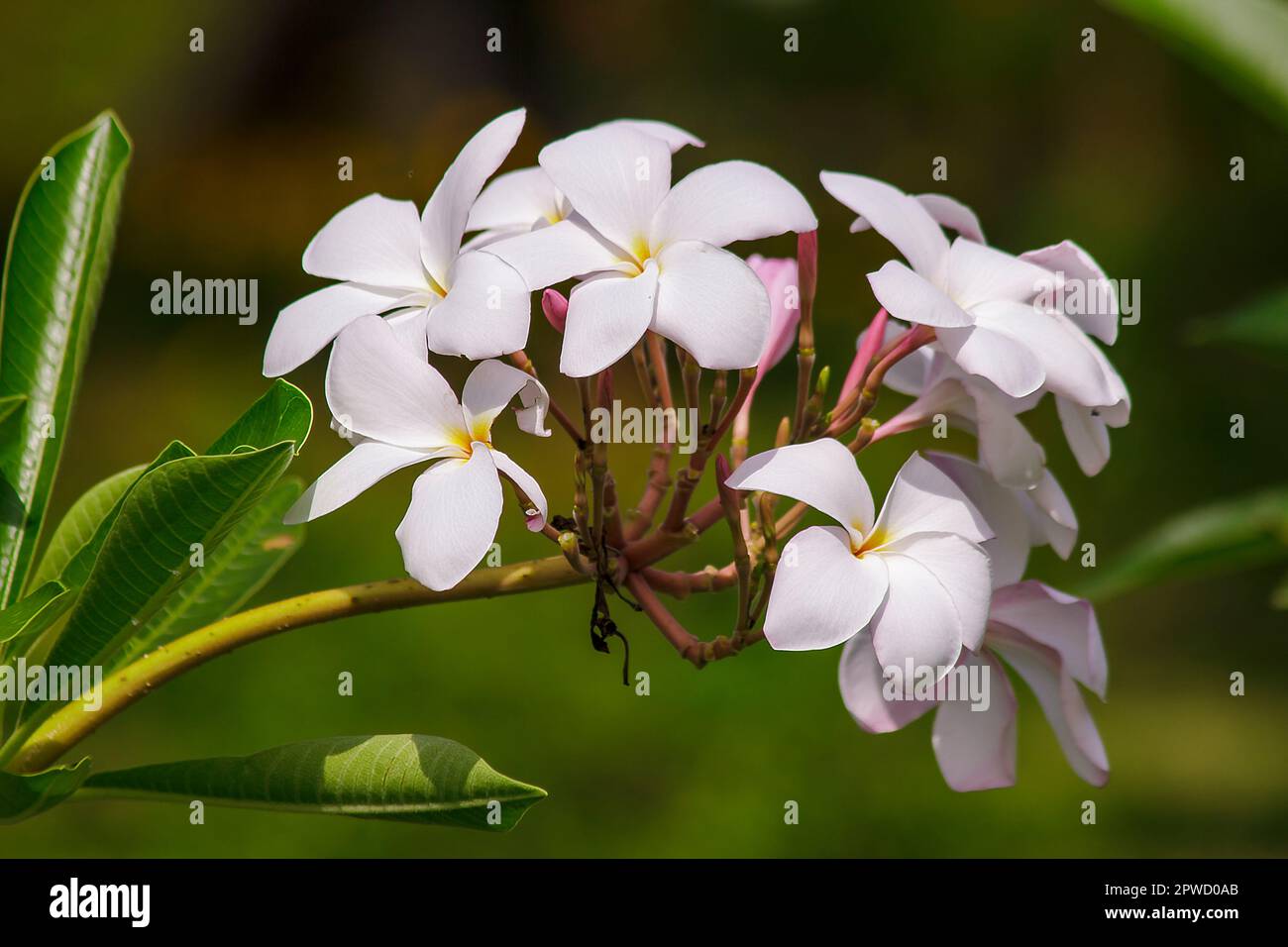 Pink plumeria flowers that are blooming in nature Stock Photo - Alamy