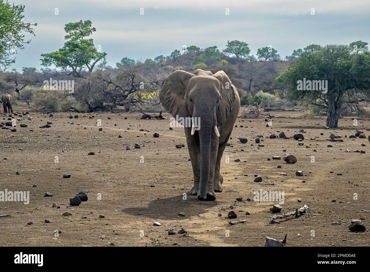 Elephant footprint hi-res stock photography and images - Alamy