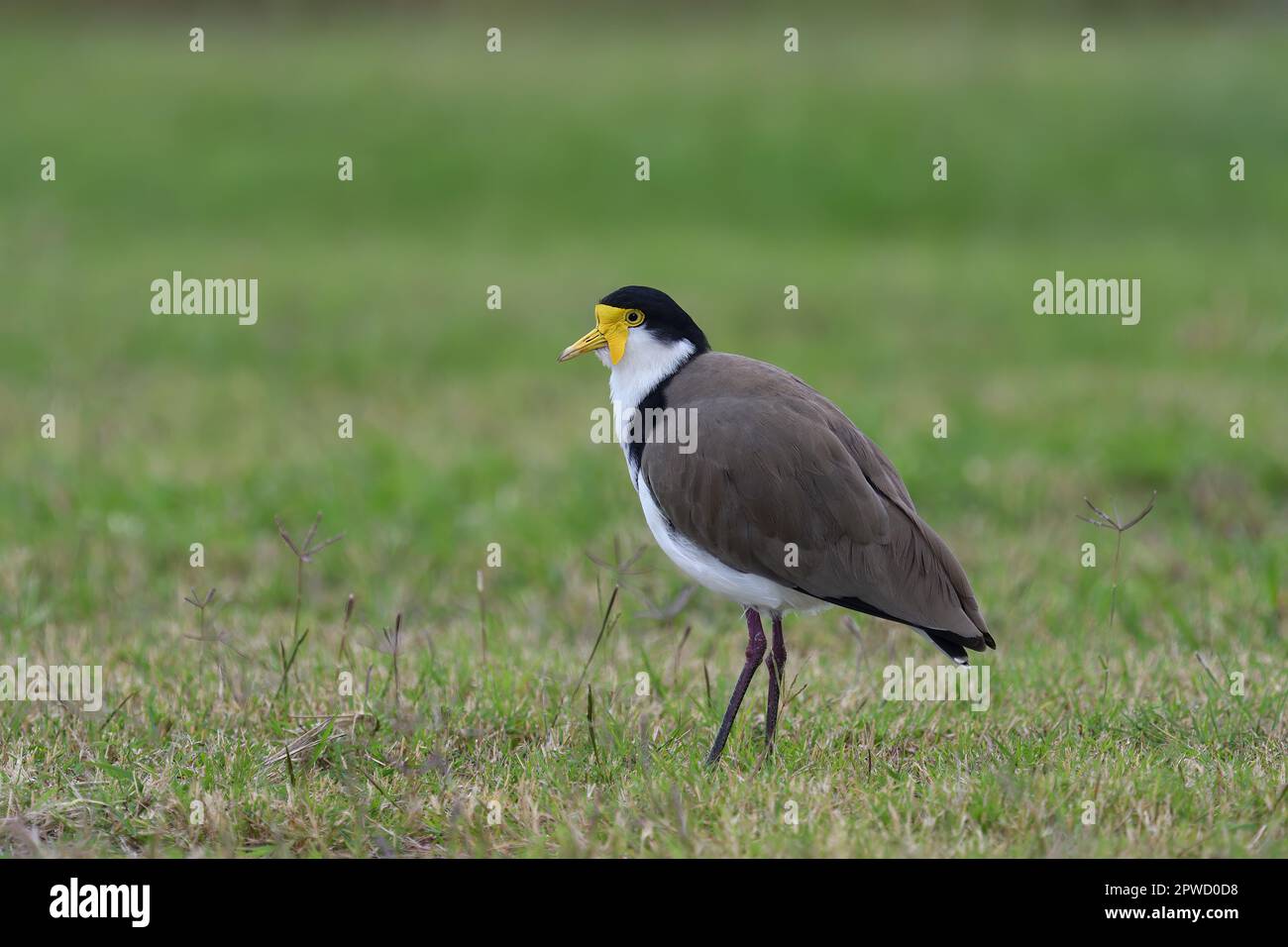 Australian ground dwelling bird hi-res stock photography and images - Alamy
