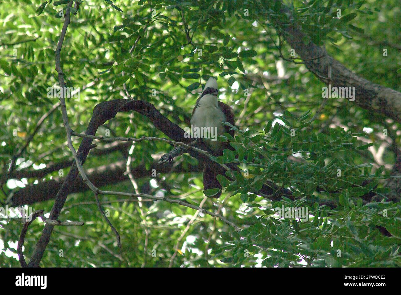 White-crested Laughing Thrush is on a tree in nature Stock Photo - Alamy