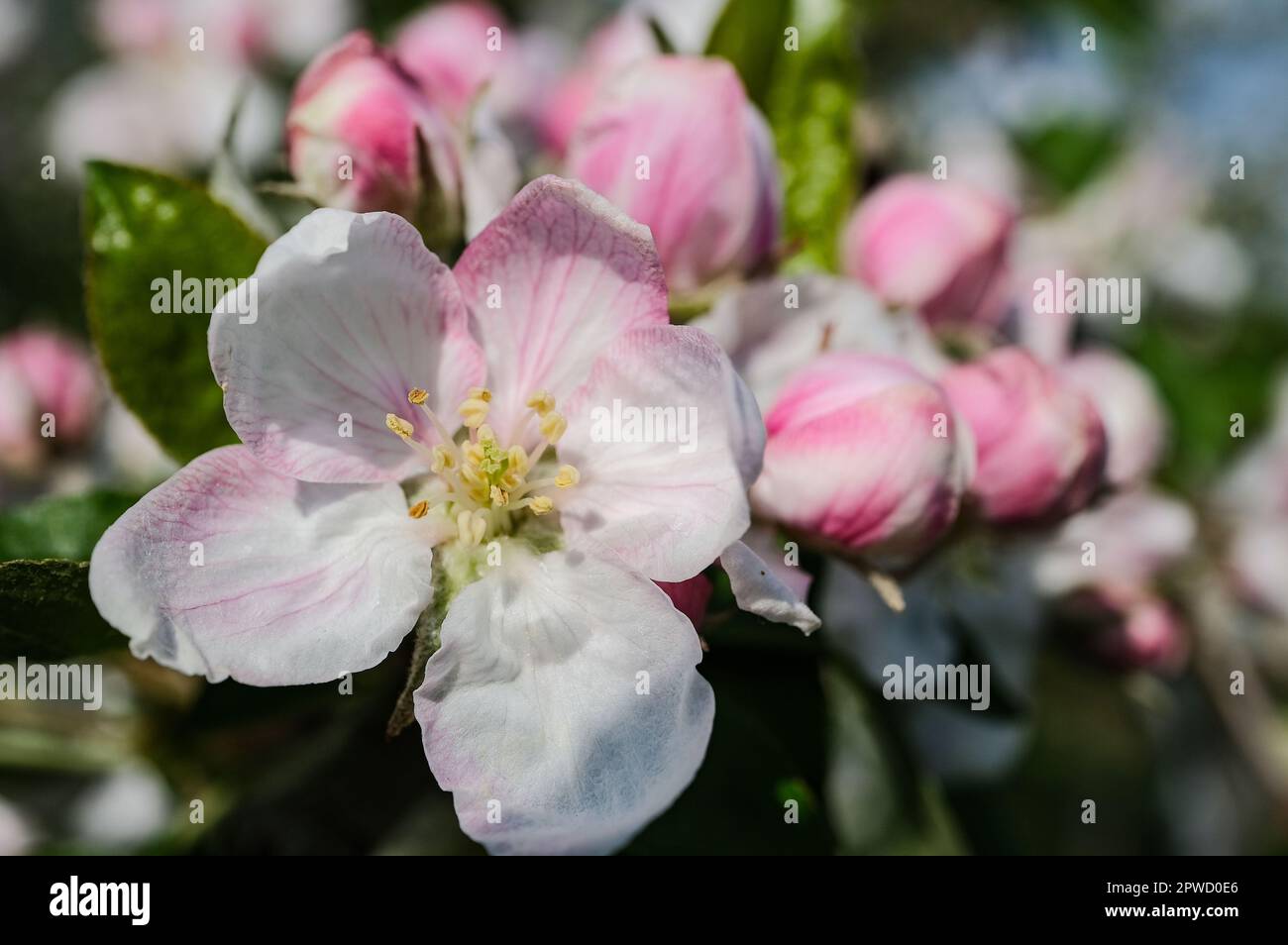 Bonn, Germany. 27th Apr, 2023. Apple trees are in blossom in the meadow ...