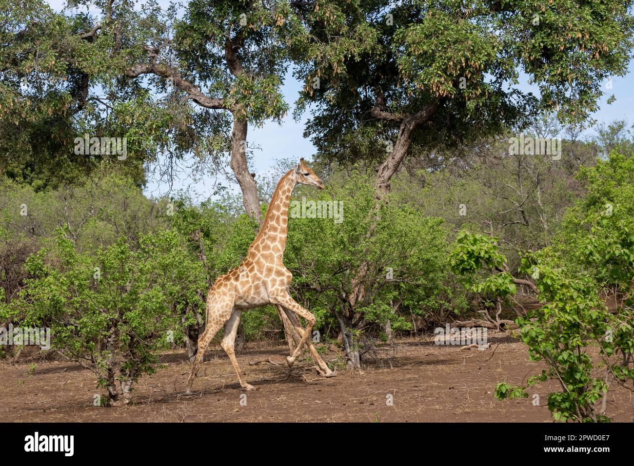 Giraffe Running through the Brush in Botswana Stock Photo - Alamy