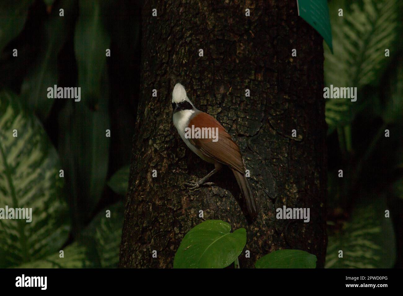 White-crested Laughing Thrush is on a tree in nature Stock Photo - Alamy