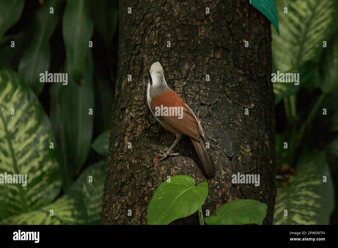 White-crested Laughing Thrush is on a tree in nature Stock Photo - Alamy