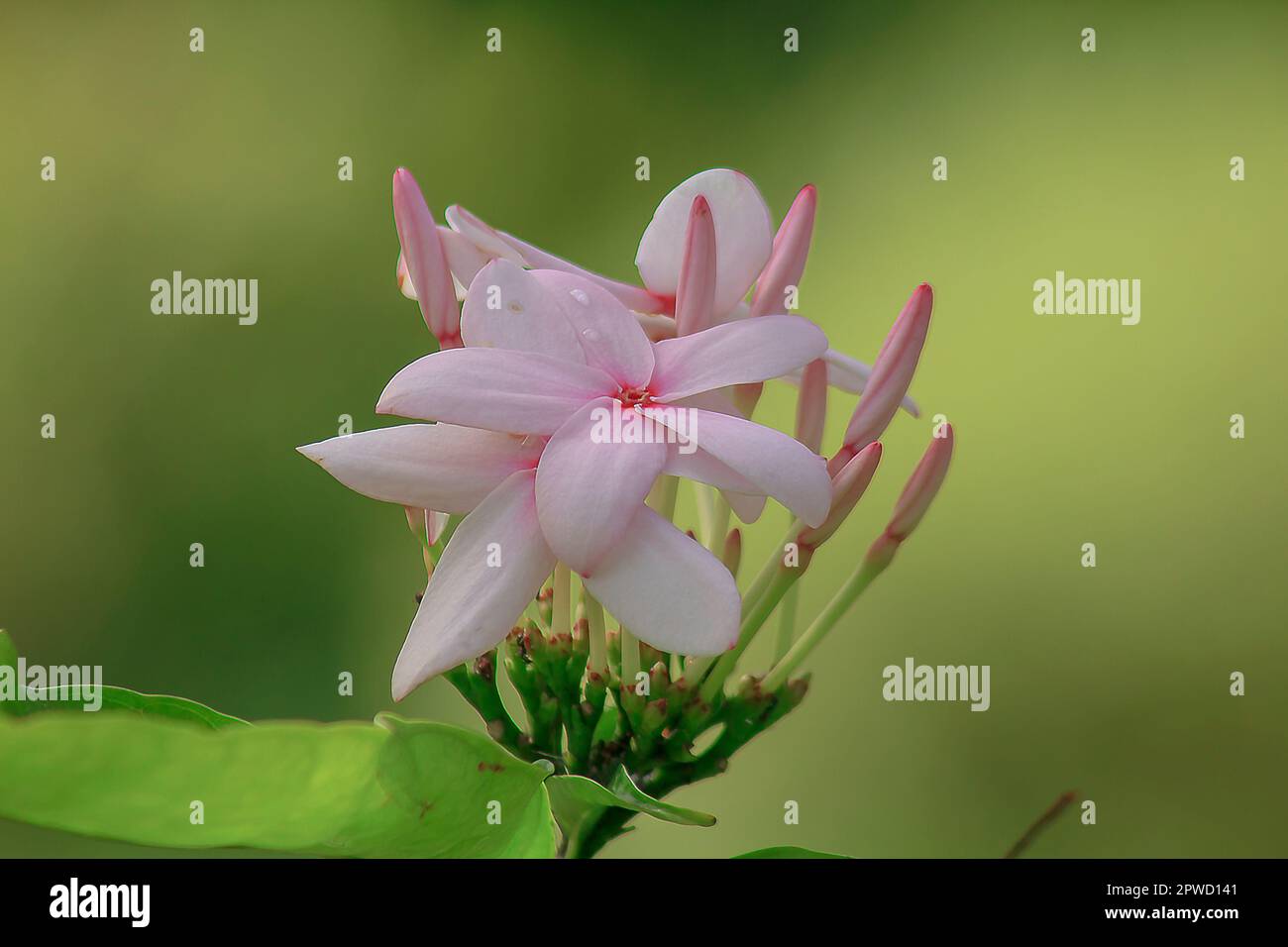 Kopsia fruticosa is a bouquet of flowers with beautiful blooming pinks ...