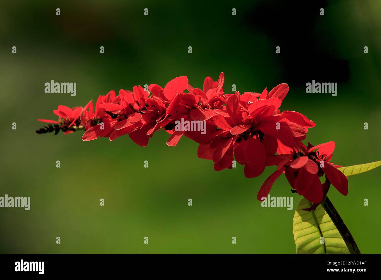 Warszewiczia is a flowering plant in the Rubiaceae family. They are ...