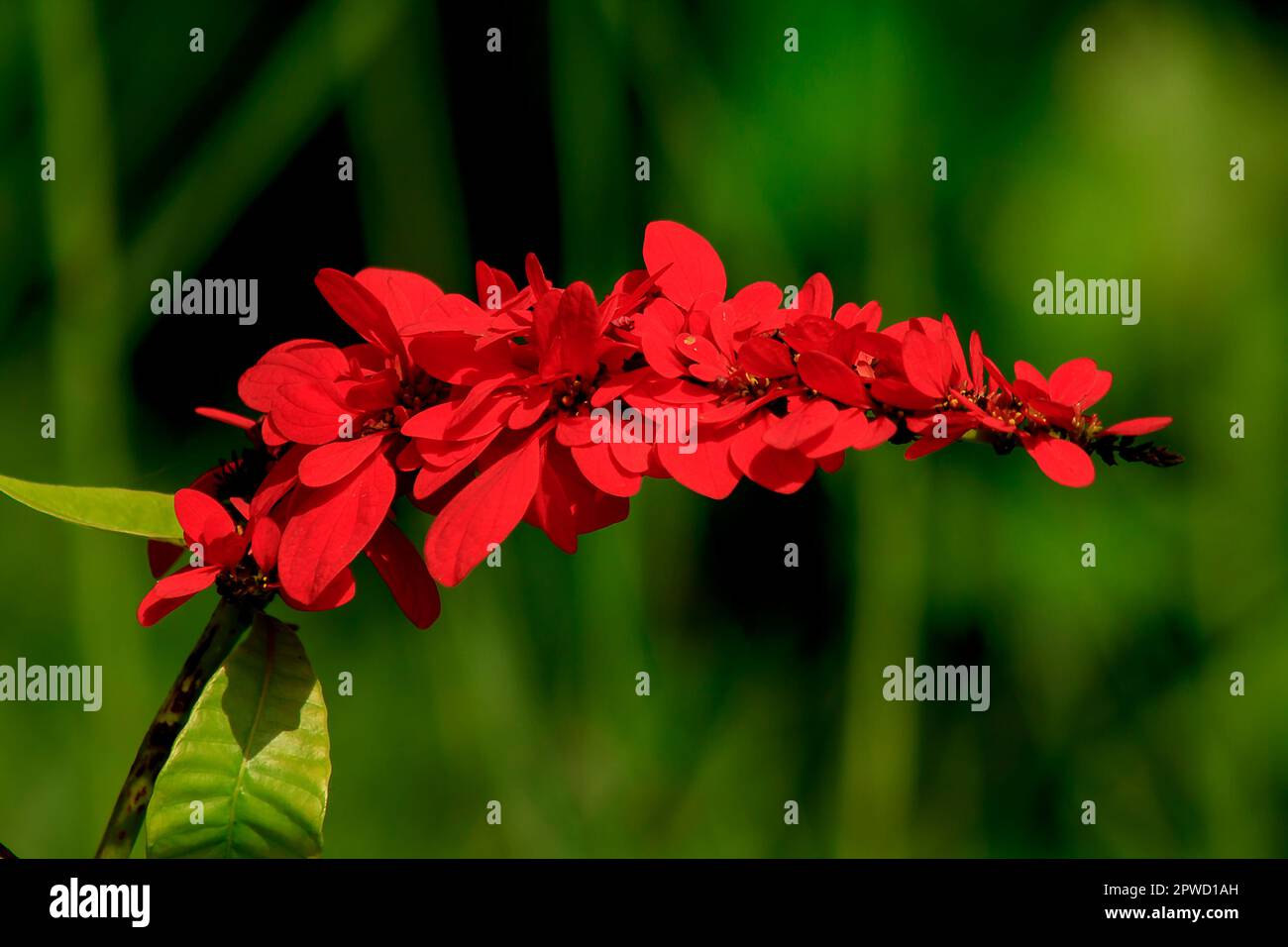 Warszewiczia is a flowering plant in the Rubiaceae family. They are ...