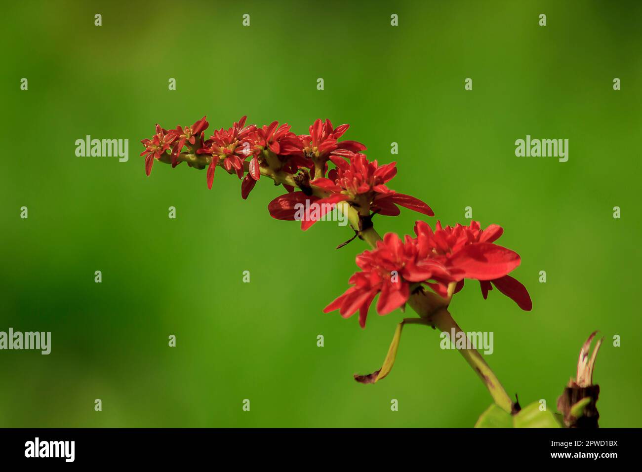 Warszewiczia is a flowering plant in the Rubiaceae family. They are ...