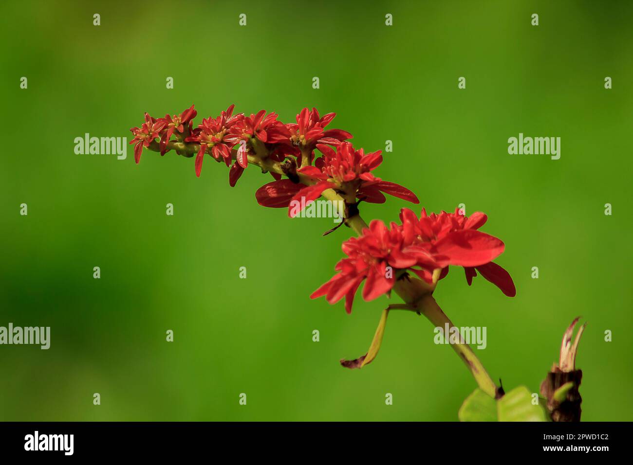 Chaconia trinidad hi-res stock photography and images - Alamy