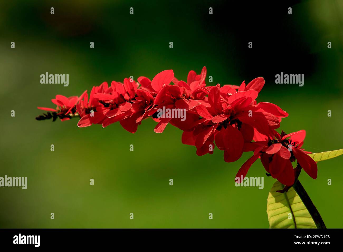 Rubiaceae family hi-res stock photography and images - Alamy