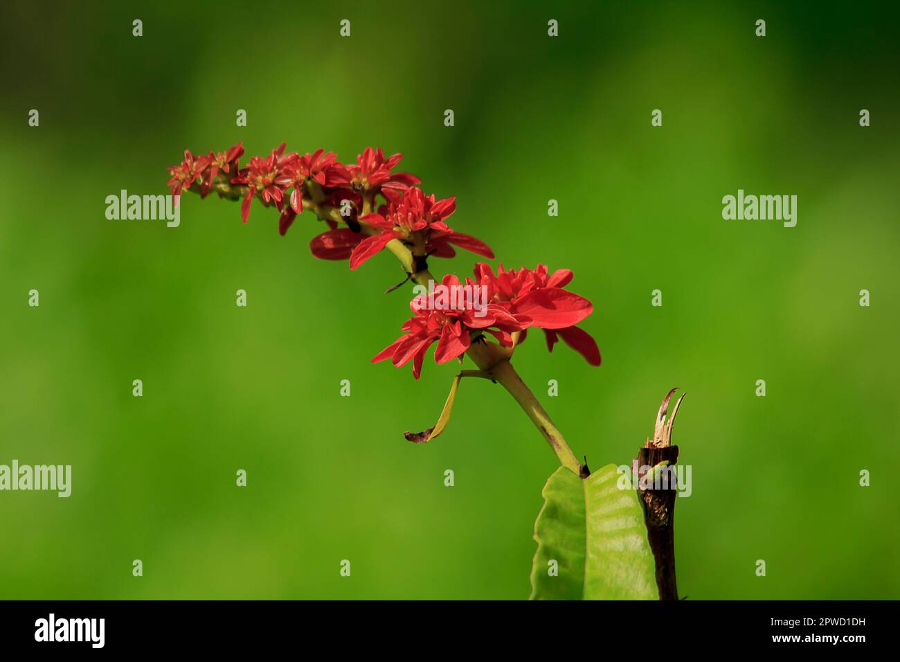 Warszewiczia is a flowering plant in the Rubiaceae family. They are ...