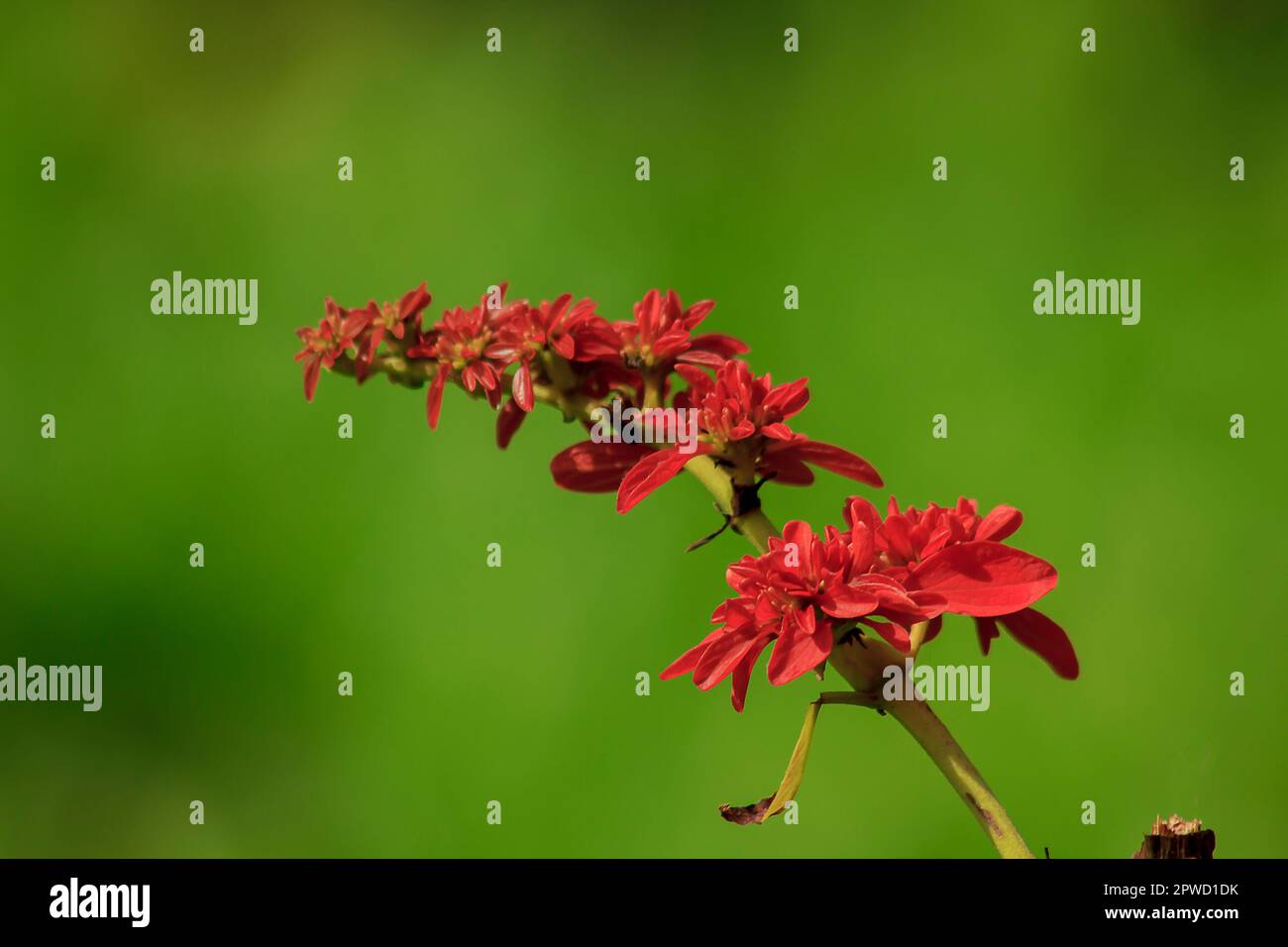 Warszewiczia is a flowering plant in the Rubiaceae family. They are ...