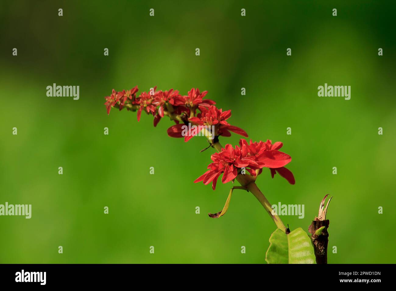 Warszewiczia is a flowering plant in the Rubiaceae family. They are ...