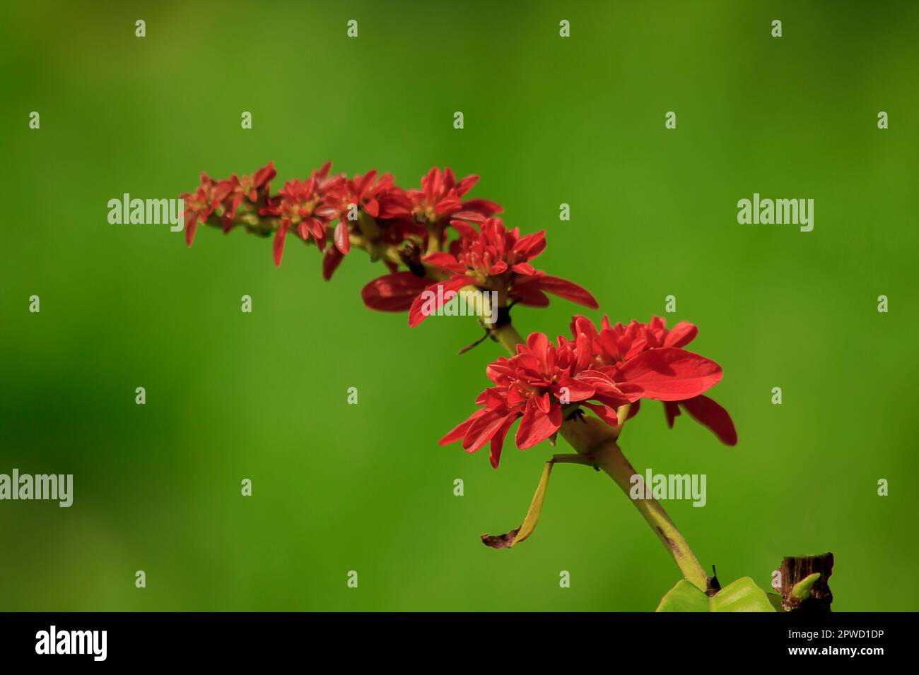 Warszewiczia is a flowering plant in the Rubiaceae family. They are ...